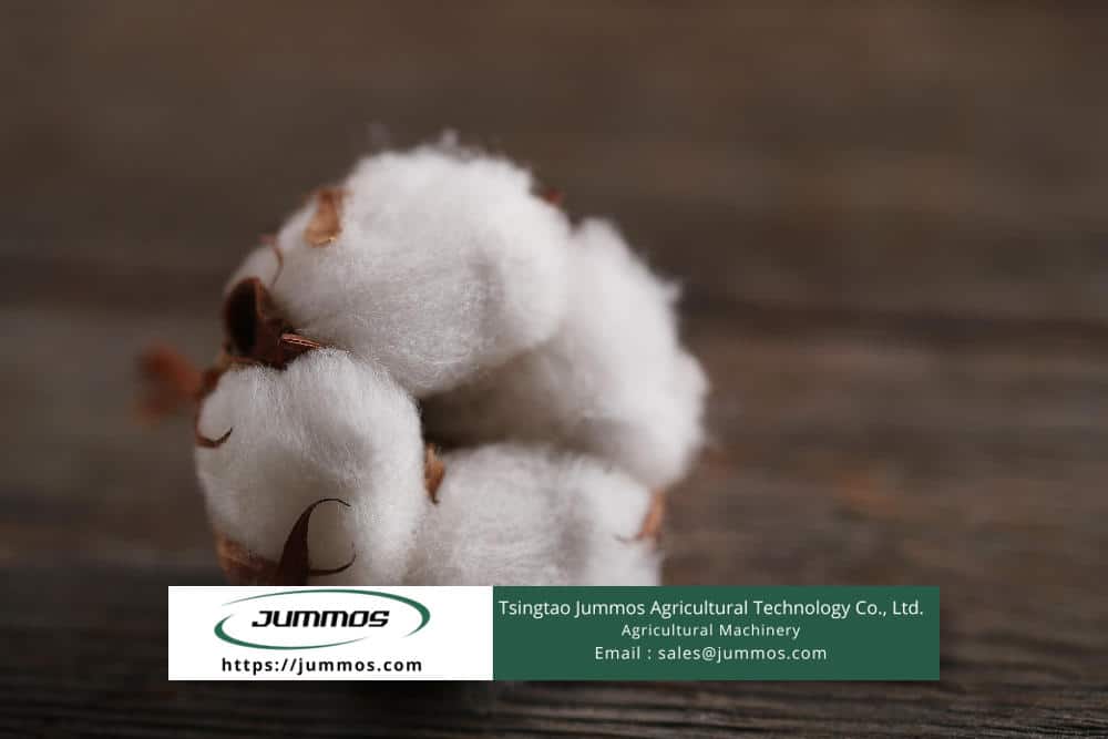 The Advantages of Cotton Harvest Residue - Jummos